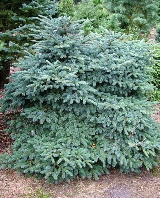 Ель `Мачала`, Picea x mariorika `Machala` | СадПарад