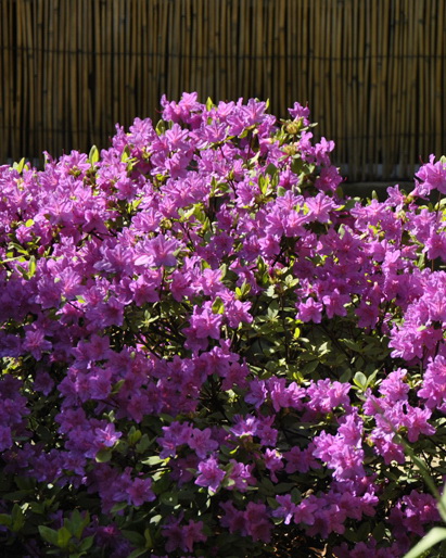Азалия японская `Кенингштайн`, Azalea japonica `Konigstein` ® | СадПарад