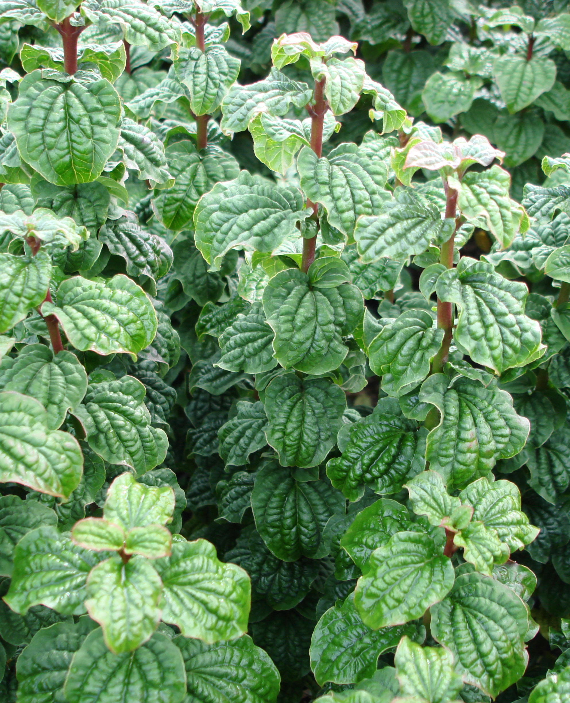 Дерен красный `Компресса`, Cornus sanguinea `Compressa` | СадПарад