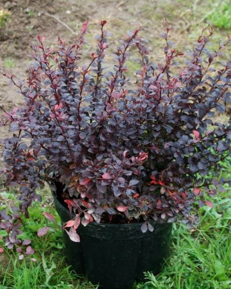 Барбарис Тунберга `Дартс Ред Леди`, Berberis thunbergii `Dart`s Red ...