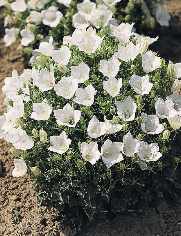 Колокольчик карпатский, Campanula carpatica "Pearl White", белый, h30 ...