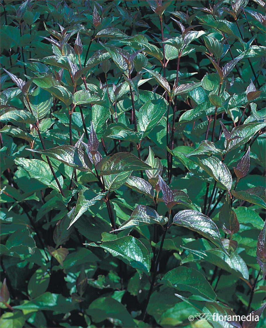 Дерен белый `Кессельринга`, Cornus alba `Kesselringii` | СадПарад