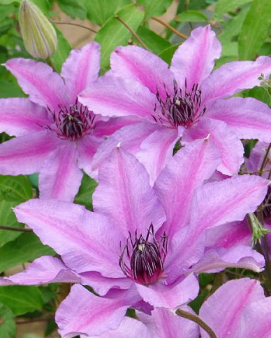 Клематис `Наташа`, Clematis `Natacha` | СадПарад