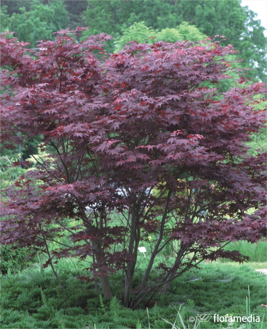 Клен дланевидный `Атропурпуреум`, Acer palmatum `Atropurpureum` | СадПарад