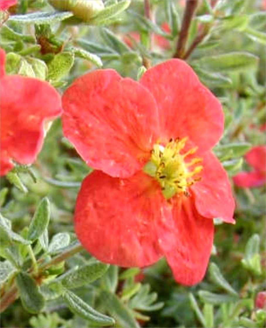 Лапчатка кустарниковая `Ред Робин`, Potentilla fruticosa `Red Robin ...