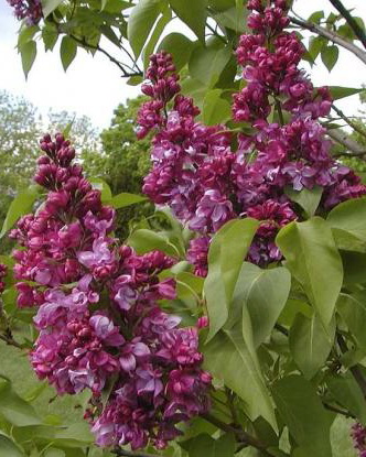 Сирень обыкновенная `Миссис Эдвард Хардинг`, Syringa vulgaris `Mrs ...