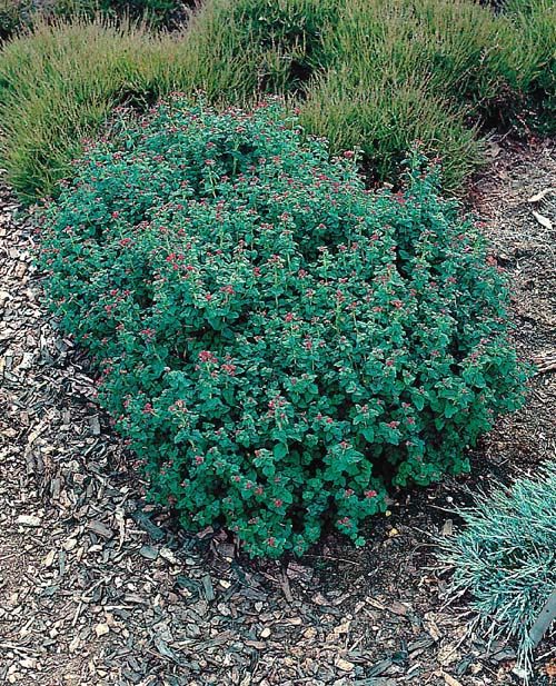 Спирея японская `Булата`, Spiraea japonica `Bullata` | СадПарад