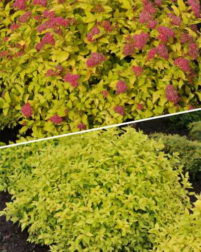 Спирея японская `Кэндллайт`, Spiraea japonica `Candlelight` | СадПарад