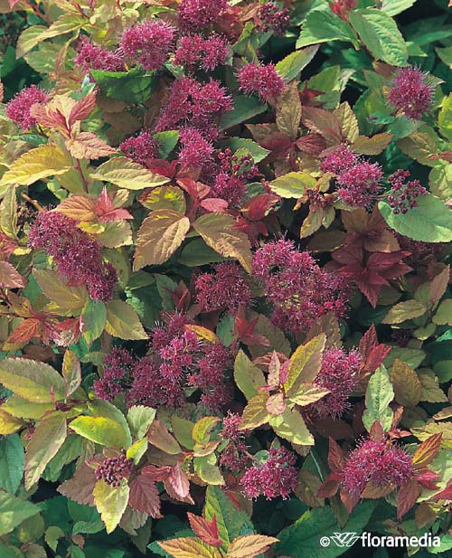 Спирея японская `Фаэрлайт`, Spiraea japonica `Firelight` | СадПарад