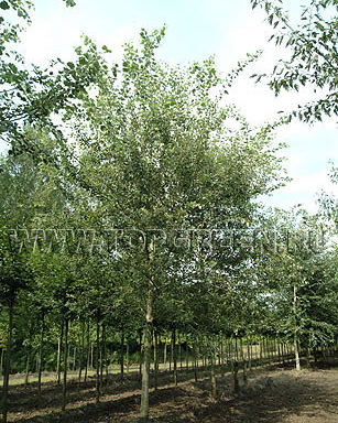 Тополь белый `Нивеа`, Populus alba `Nivea` | СадПарад