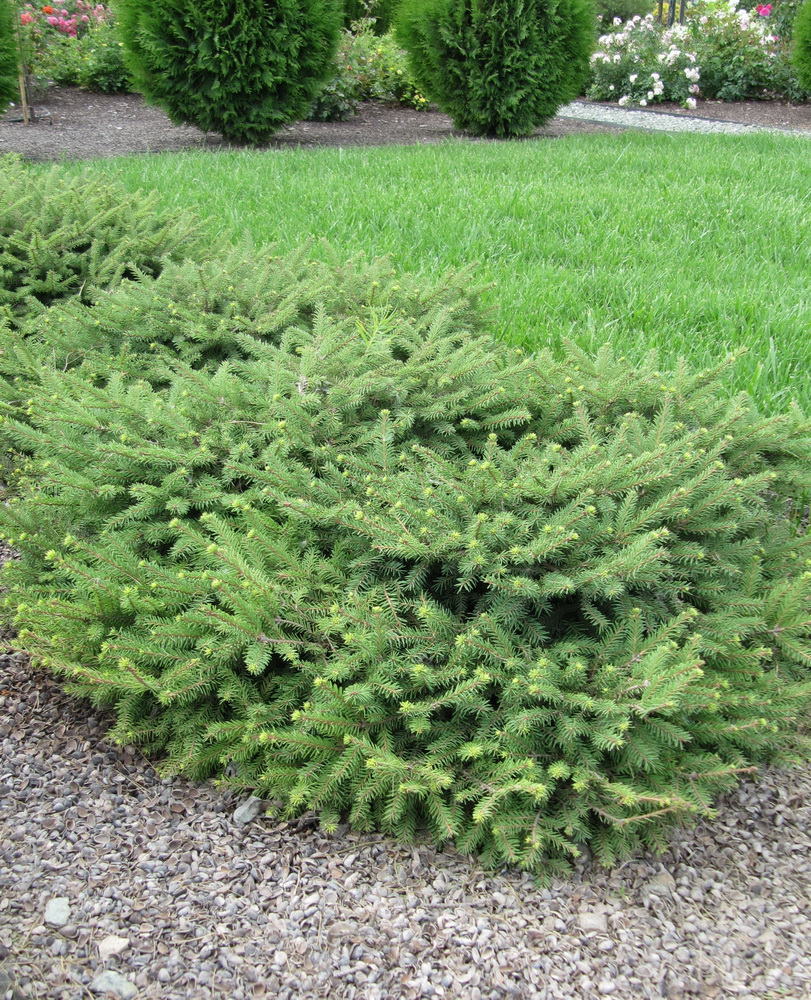 Ель обыкновенная `Прокумбенс`, Picea abies `Procumbens` | СадПарад