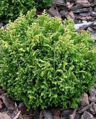 Кипарисовик горохоплодный `Плюмоза Компакта`, Chamaecyparis pisifera ...