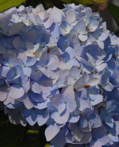 Гортензия крупнолистная `Кемерон Блю`, Hydrangea macrophylla `Cameroun ...