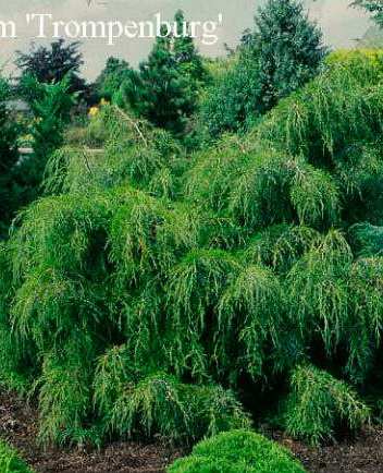 Можжевельник виргинский `Пендула`, Juniperus virginiana `Pendula ...