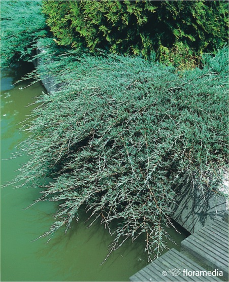 Можжевельник горизонтальный `Глаука`, Juniperus horizontalis `Glauca ...