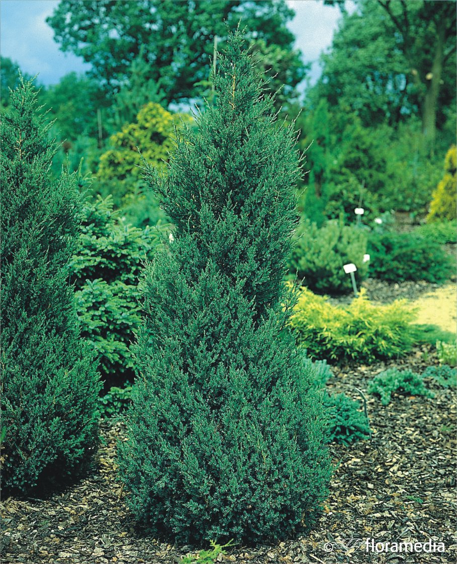 Можжевельник китайский `Блю Поинт`, Juniperus chinensis `Blue Point ...