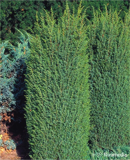 Можжевельник обыкновенный `Суецика`, Juniperus communis `Suecica ...