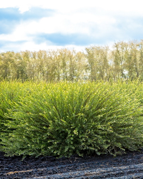 Ива пурпурная `Маяк`, Salix purpurea `Majak` | СадПарад