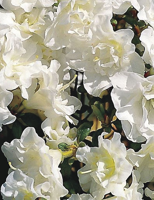 Азалия японская `Сноу Перл`, Azalea japonica `Snow Pearl` | СадПарад