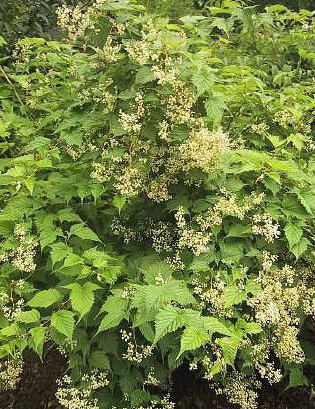 Стефанандра танаки, Stephanandra tanakae | СадПарад