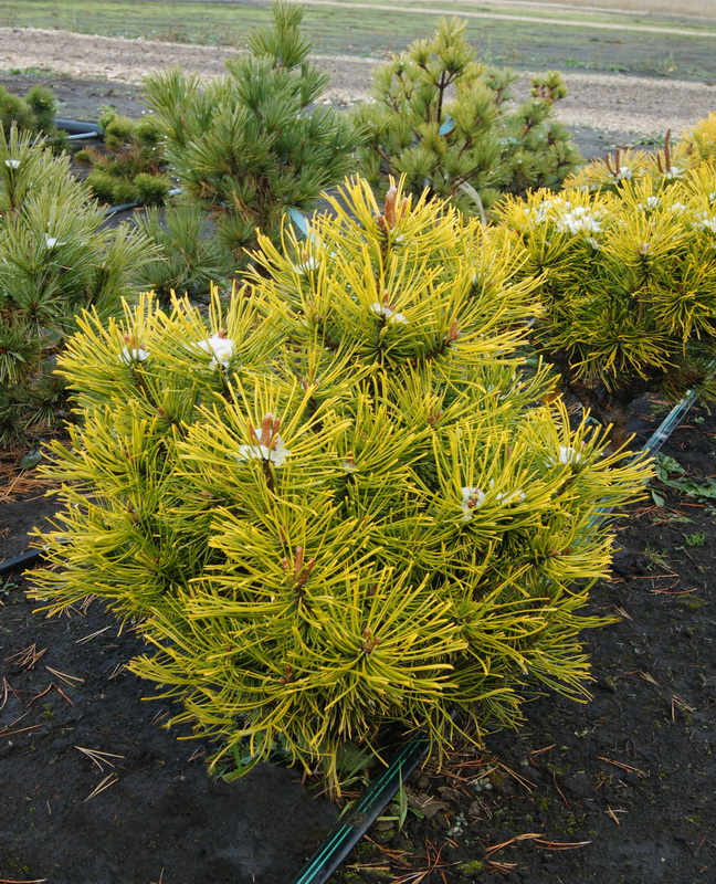 Сосна горная `Винтерсонне`, Pinus mugo `Wintersonne` | СадПарад