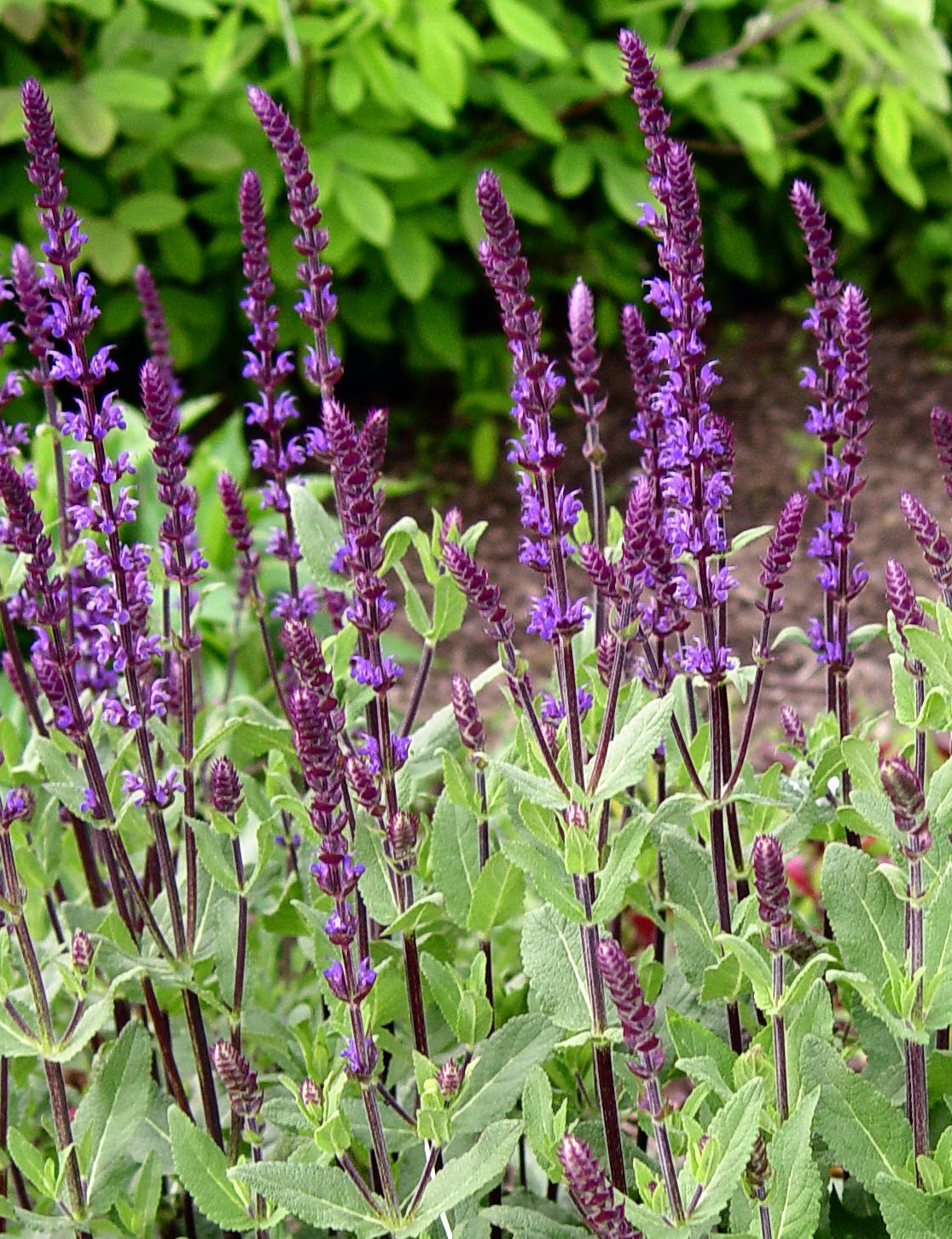 Шалфей дубравный, Salvia nemorosa "Caradonna", сине-фиолетовый, h45 см ...