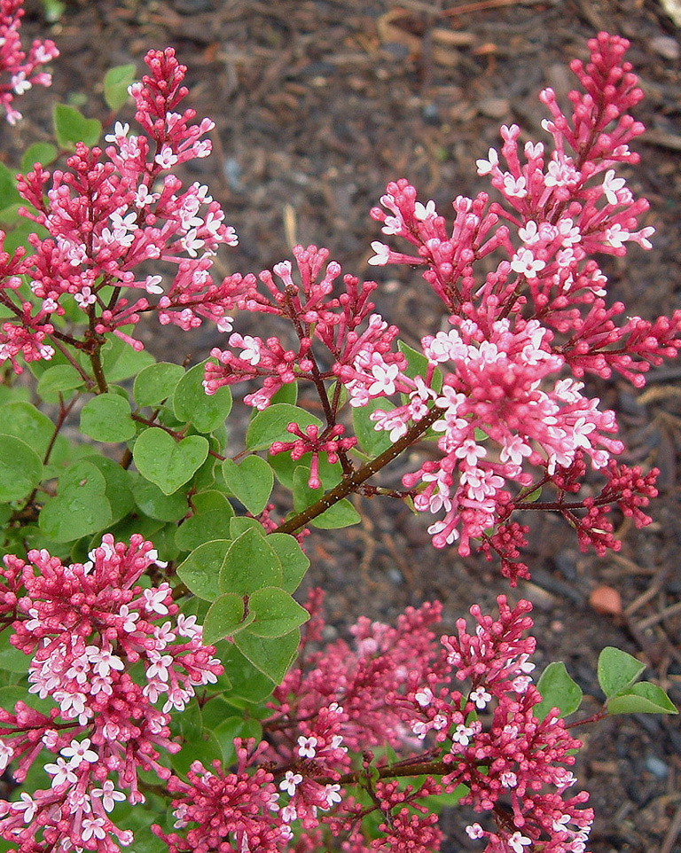 Сирень `Рэд Пикси`, Syringa `Red Pixie` | СадПарад